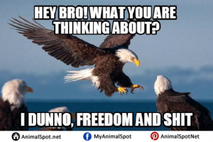 Best Funny Bald Eagle Memes That Had Us Laughing Out Loud