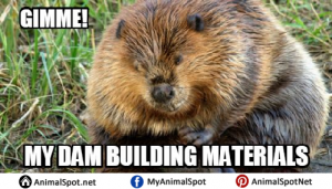 Best Funny Beaver Memes That Had Us Laughing Out Loud