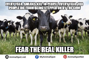 Best Funny Cow Memes That Had Us Laughing Out Loud