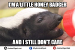 Best Funny Honey Badger Memes That Had Us Laughing Out Loud
