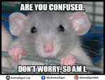 Best Funny Mouse Memes That Had Us Laughing Out Loud