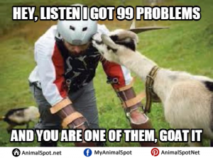 Best Funny Goat Memes That Had Us Laughing Out Loud