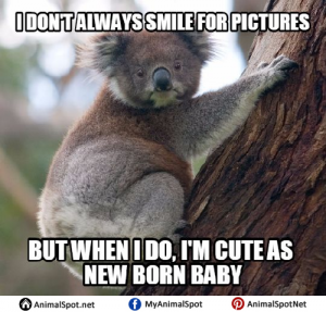 Best Funny Koala Memes That Had Us Laughing Out Loud