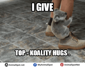 Best Funny Koala Memes That Had Us Laughing Out Loud