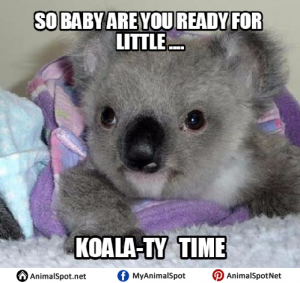Best Funny Koala Memes That Had Us Laughing Out Loud