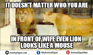 Best Funny Lion Memes That Had Us Laughing Out Loud