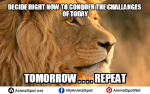 Best Funny Lion Memes That Had Us Laughing Out Loud