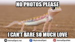 Best Funny Lizard Memes That Had Us Laughing Out Loud