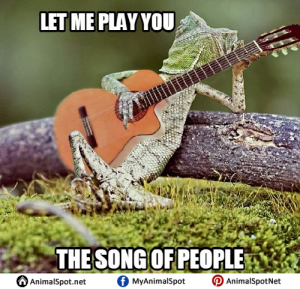 Best Funny Lizard Memes That Had Us Laughing Out Loud