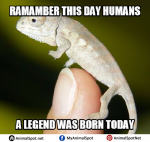Best Funny Lizard Memes That Had Us Laughing Out Loud