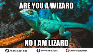 Best Funny Lizard Memes That Had Us Laughing Out Loud