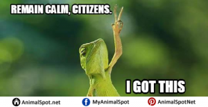 Best Funny Lizard Memes That Had Us Laughing Out Loud