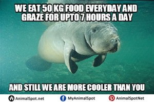 Best Funny Manatee Memes That Had Us Laughing Out Loud
