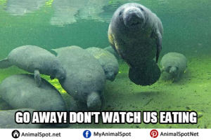 Best Funny Manatee Memes That Had Us Laughing Out Loud