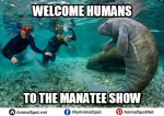 Best Funny Manatee Memes That Had Us Laughing Out Loud