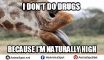Best Funny Giraffe Memes That Had Us Laughing Out Loud