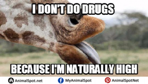 Best Funny Giraffe Memes That Had Us Laughing Out Loud