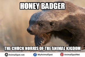 Best Funny Honey Badger Memes That Had Us Laughing Out Loud