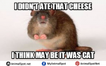 Best Funny Mouse Memes That Had Us Laughing Out Loud