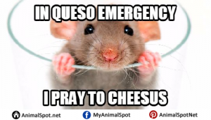 Best Funny Mouse Memes That Had Us Laughing Out Loud