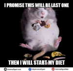 Best Funny Mouse Memes That Had Us Laughing Out Loud