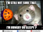 Best Funny Mouse Memes That Had Us Laughing Out Loud