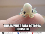 Best Funny Octopus Memes That Had Us Laughing Out Loud