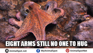 Best Funny Octopus Memes That Had Us Laughing Out Loud