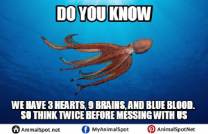 Best Funny Octopus Memes That Had Us Laughing Out Loud