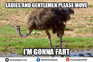 Best Funny Ostrich Memes That Had Us Laughing Out Loud