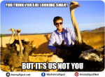 Best Funny Ostrich Memes That Had Us Laughing Out Loud