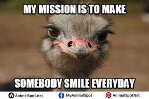 Best Funny Ostrich Memes That Had Us Laughing Out Loud