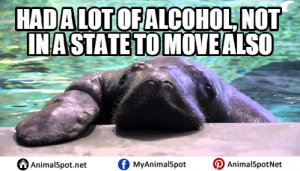 Best Funny Manatee Memes That Had Us Laughing Out Loud