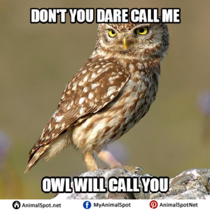 Best Funny Owl Memes That Had Us Laughing Out Loud