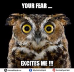 Best Funny Owl Memes That Had Us Laughing Out Loud