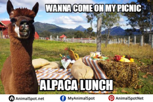 Best Funny Alpaca Memes That Had Us Laughing Out Loud