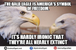 Best Funny Bald Eagle Memes That Had Us Laughing Out Loud