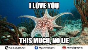 Best Funny Octopus Memes That Had Us Laughing Out Loud