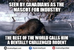 Best Funny Beaver Memes That Had Us Laughing Out Loud
