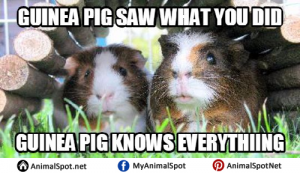 Best Funny Guinea Pig Memes That Had Us Laughing Out Loud