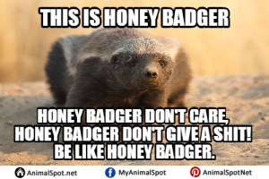 Best Funny Honey Badger Memes That Had Us Laughing Out Loud