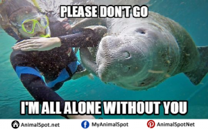 Best Funny Manatee Memes That Had Us Laughing Out Loud