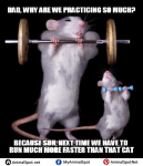 Best Funny Mouse Memes That Had Us Laughing Out Loud
