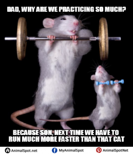 Best Funny Mouse Memes That Had Us Laughing Out Loud