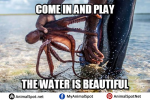Best Funny Octopus Memes That Had Us Laughing Out Loud