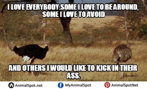 Best Funny Ostrich Memes That Had Us Laughing Out Loud