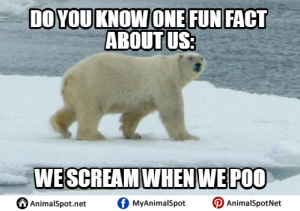 Best Funny Polar Bear Memes That Had Us Laughing Out Loud
