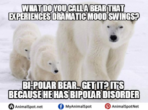 Best Funny Polar Bear Memes That Had Us Laughing Out Loud
