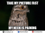Best Funny Bird Memes That Had Us Laughing Out Loud
