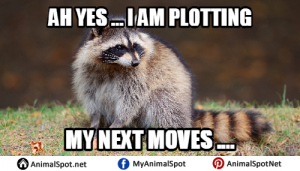Best Funny Raccoon Memes That Had Us Laughing Out Loud